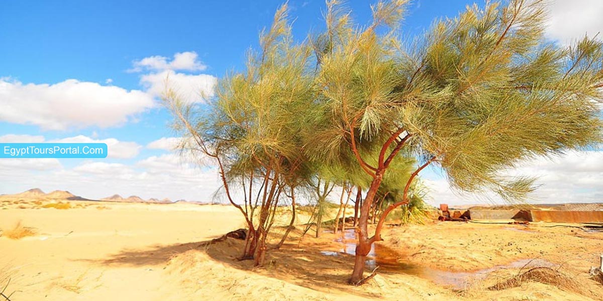 Safari Trip to Bahariya and White Desert | Cairo Tours | Safari Trip in ...